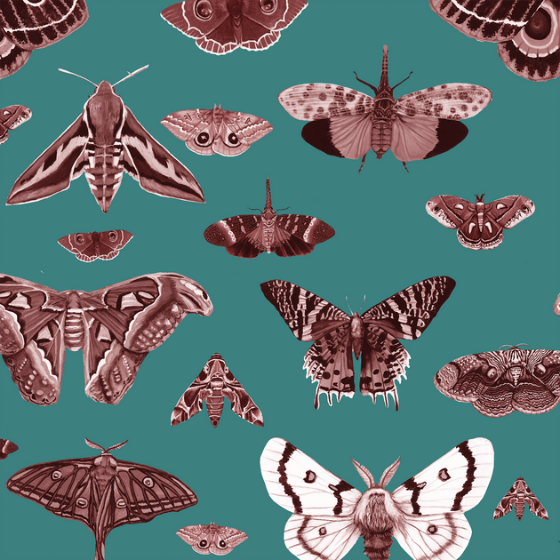 Moth Museum in Teal Peel and Stick Wallpaper